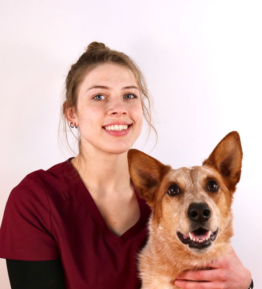 Veterinarian In Helena, MT 59601 | Alpine Animal Clinic