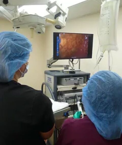 Pet Laparoscopy And Endoscopy Surgery In Helena, MT | AAC