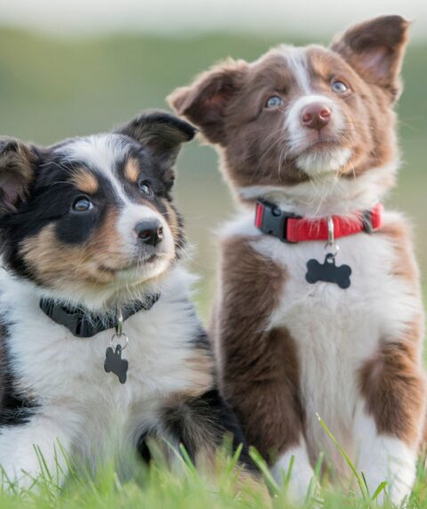 Veterinarian In Helena, MT 59601 | Alpine Animal Clinic