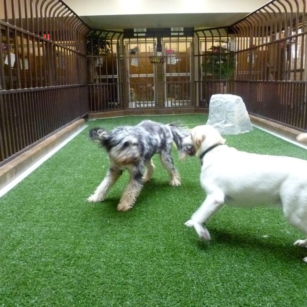 Pet Boarding In Helena, MT 59601 | Alpine Animal Clinic